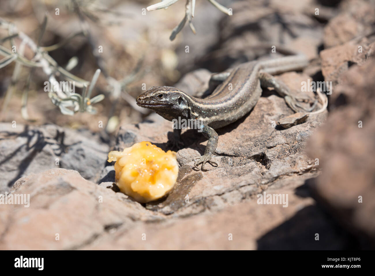 Lizard eating insect hi-res stock photography and images - Alamy