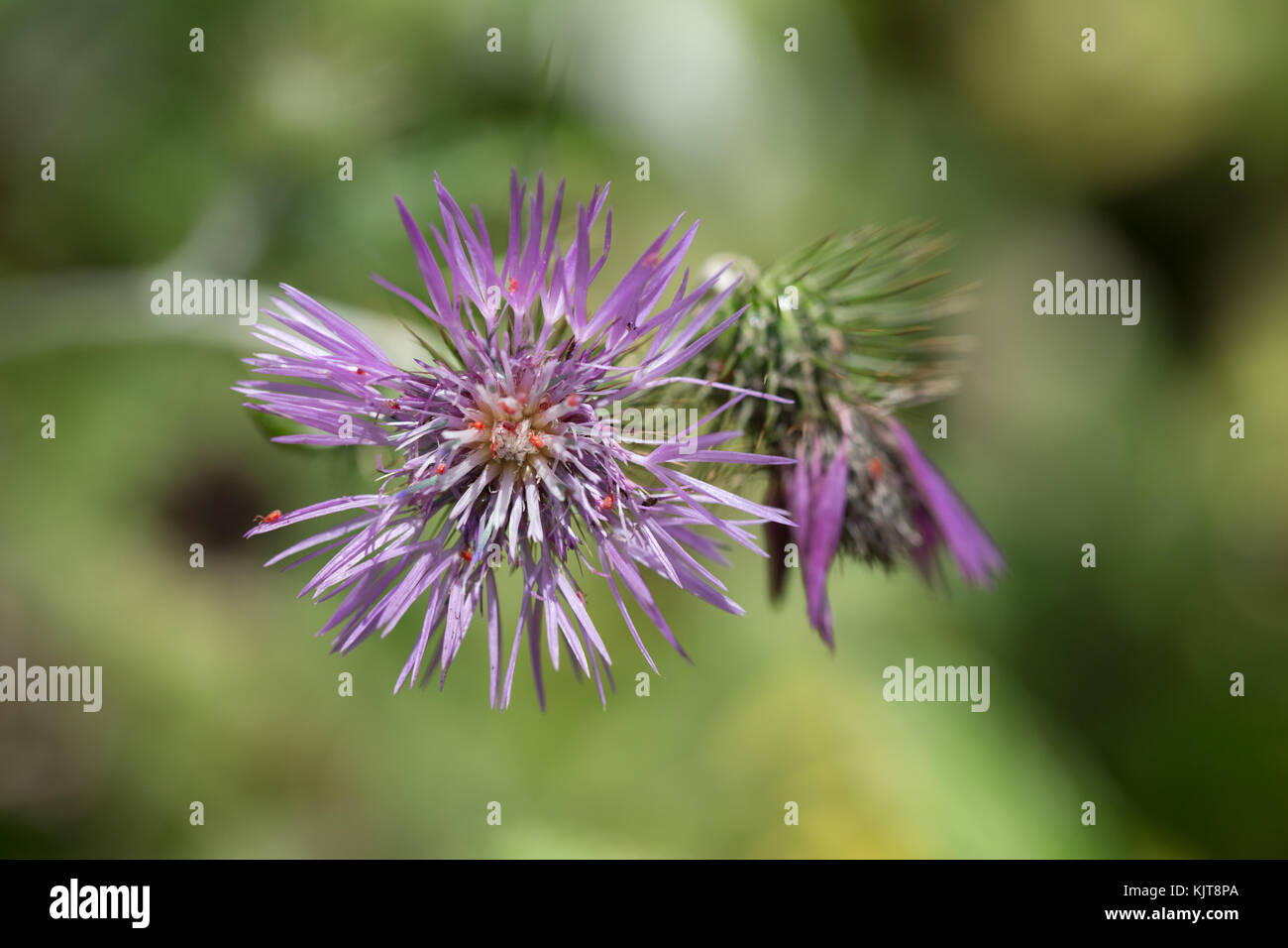 Tiny red mites on a purple milk thistle (Galactites tormentosa Stock ...