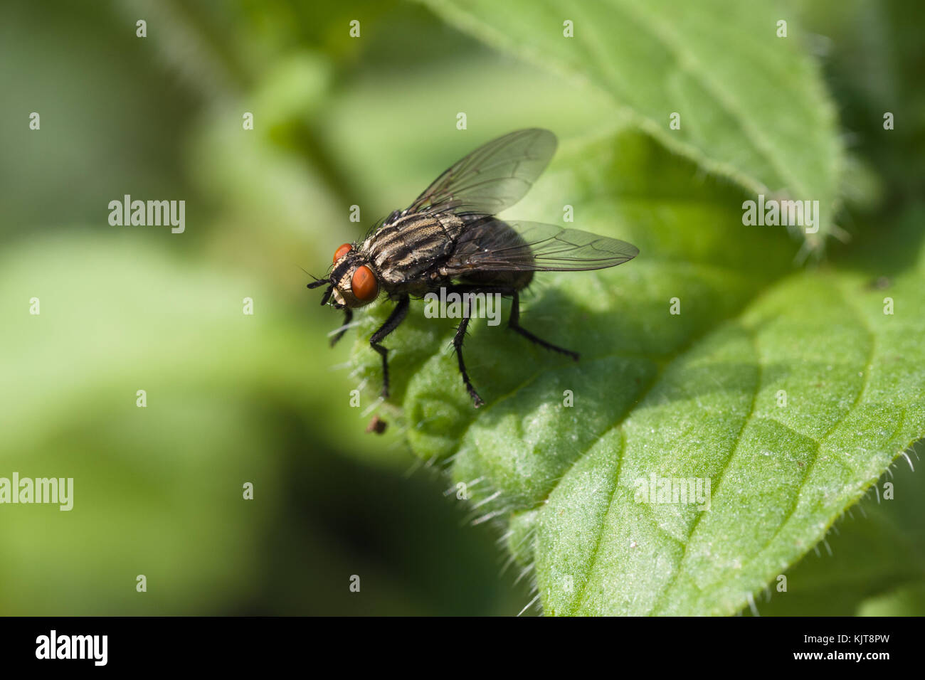 Common flesh fly on leaf Stock Photo - Alamy