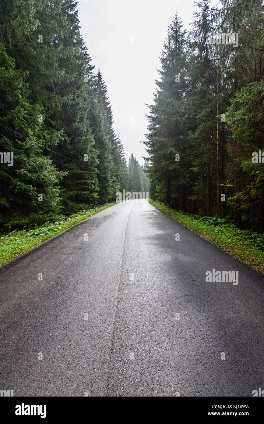 empty asphalt road in the countryside with trees in surrounding ...
