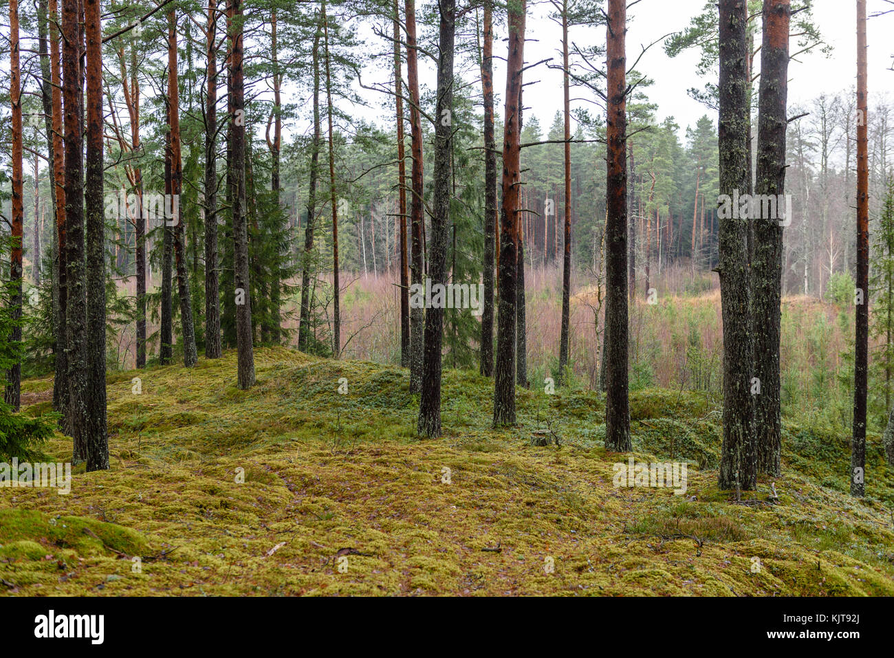 pine tree forest with moss covered ground in late autumn in latvia ...