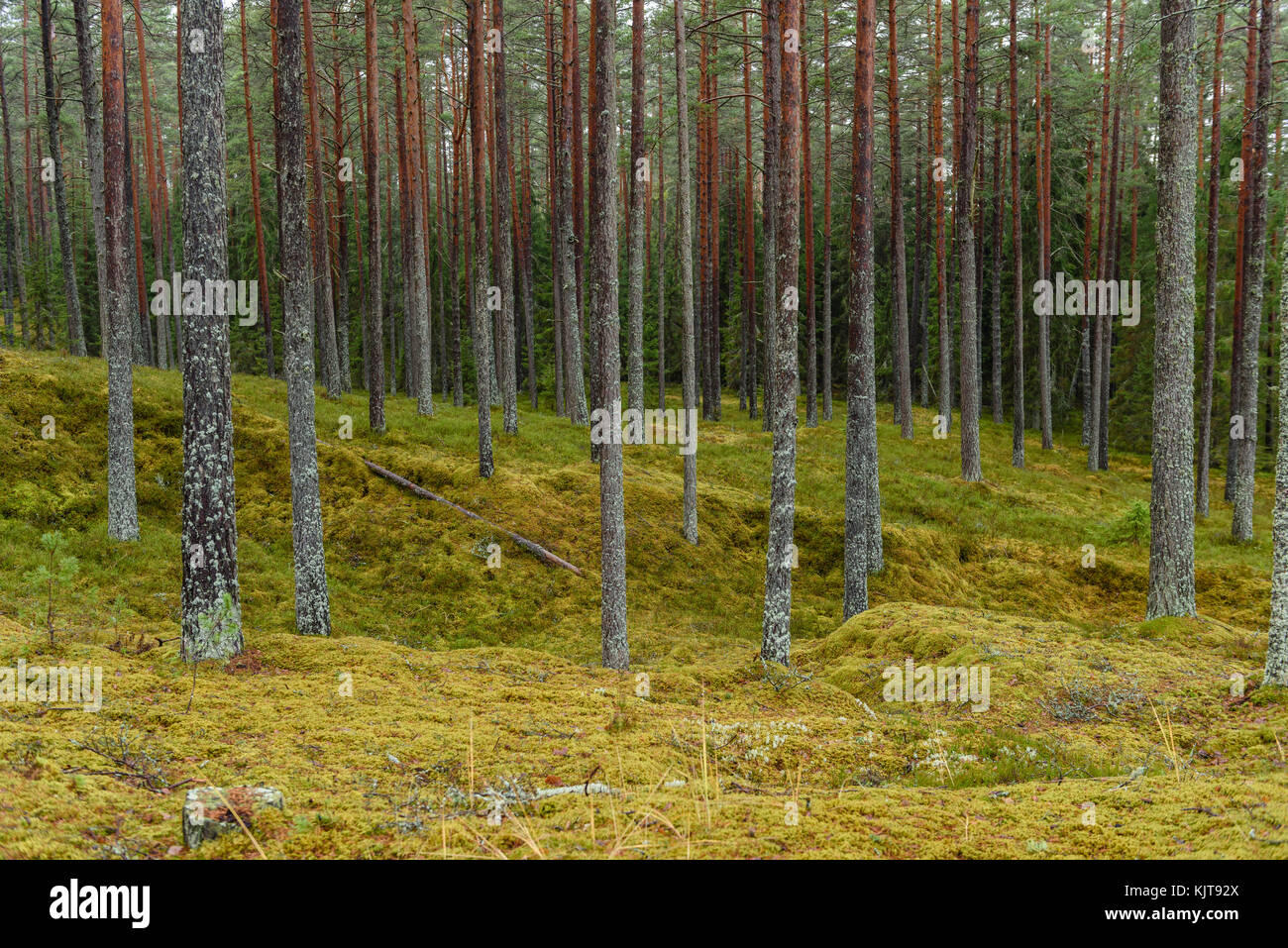 pine tree forest with moss covered ground in late autumn in latvia ...