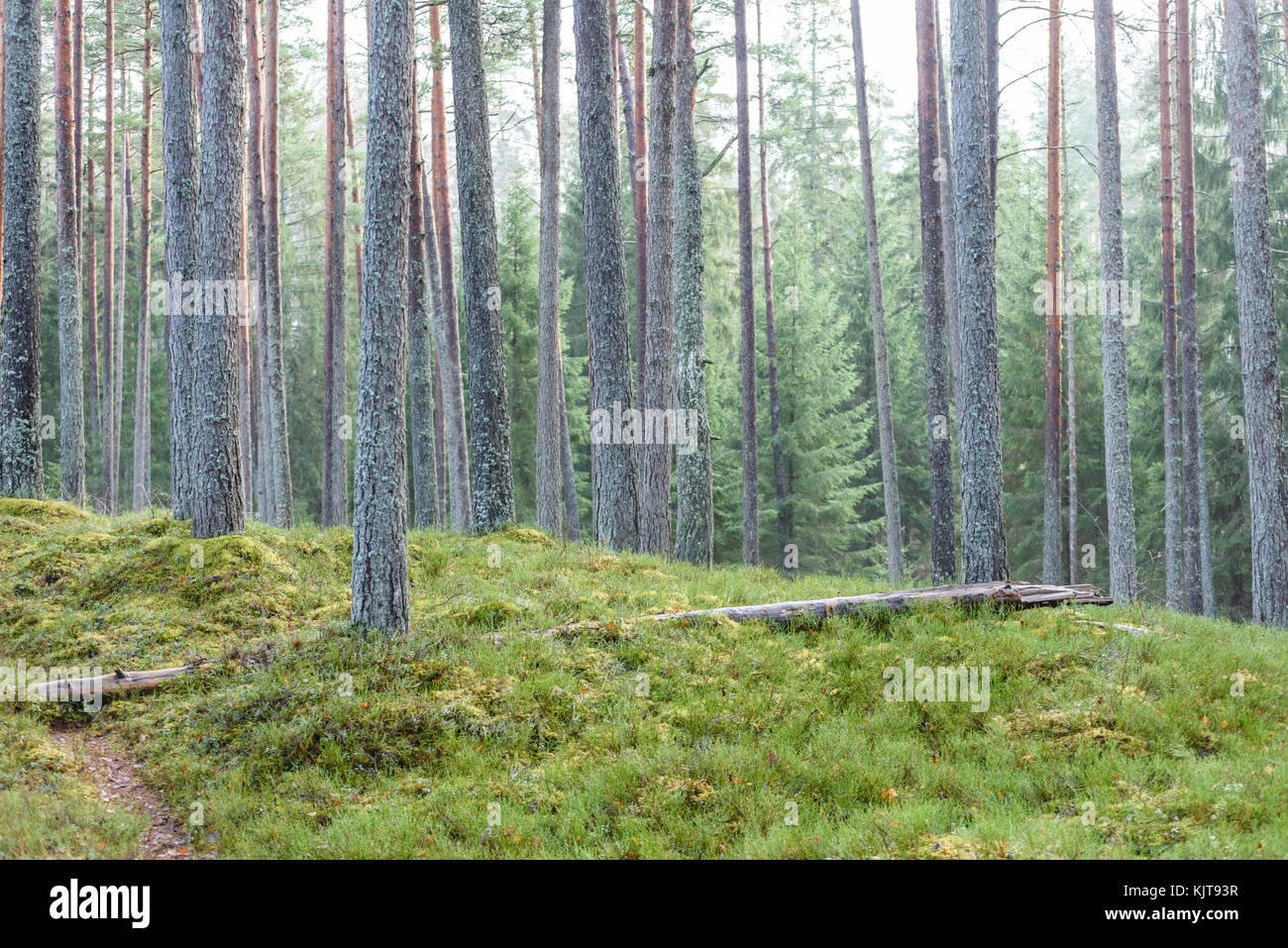 pine tree forest with moss covered ground in late autumn in latvia ...
