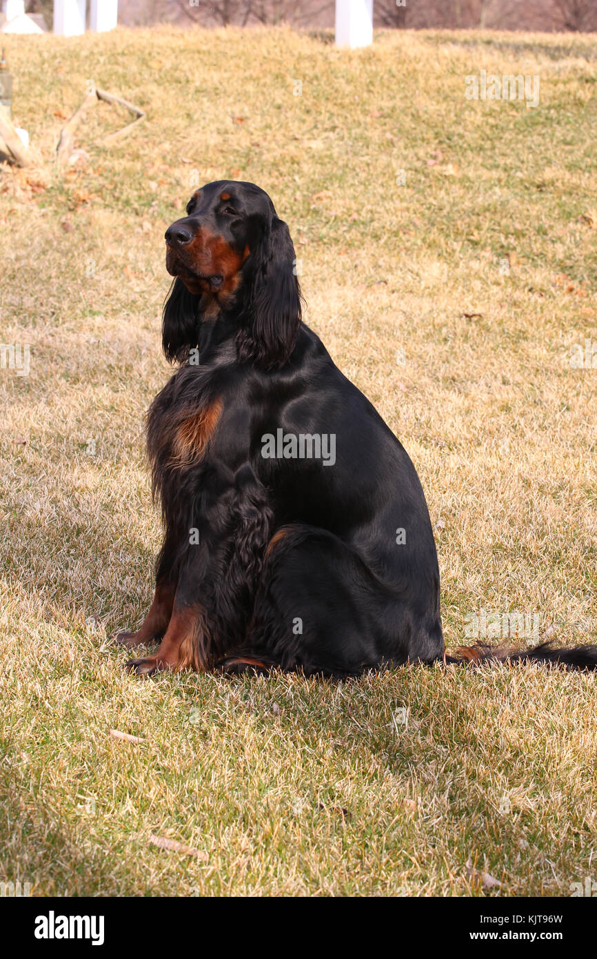 Scottish gordon setter hi-res stock photography and images - Alamy