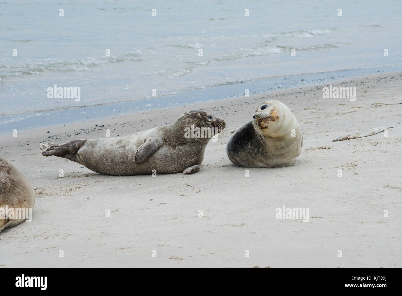 Seals resting on the beach Stock Photo - Alamy