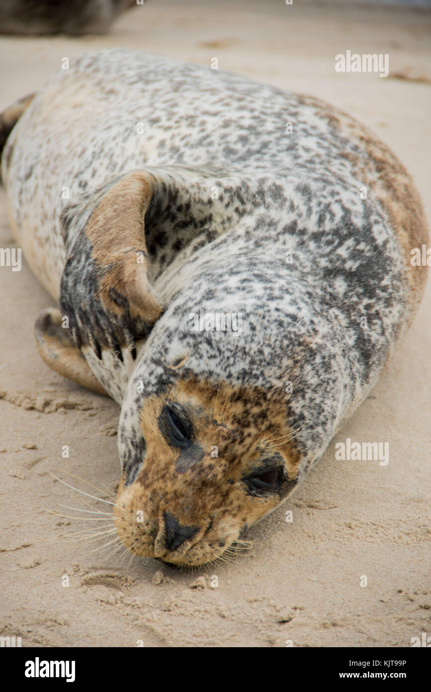 Seal resting on the beach Stock Photo - Alamy