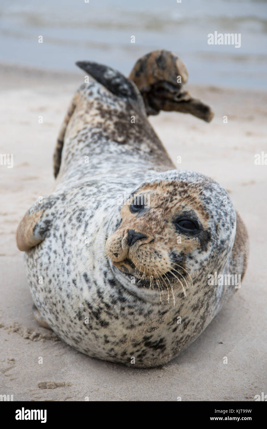 Seal resting on the beach Stock Photo - Alamy