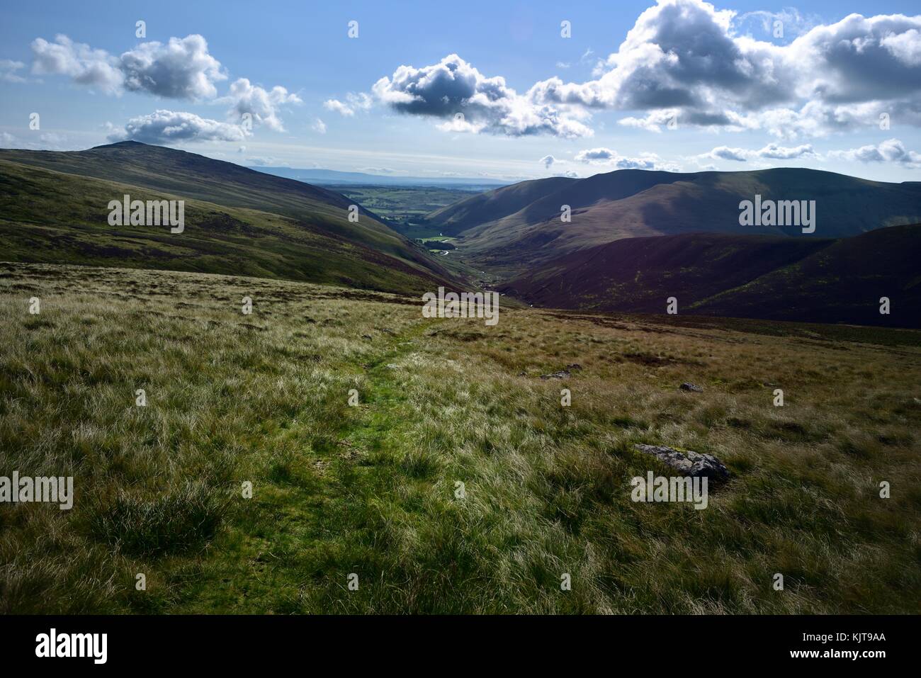 Purple Heather on Comb Height Stock Photo - Alamy