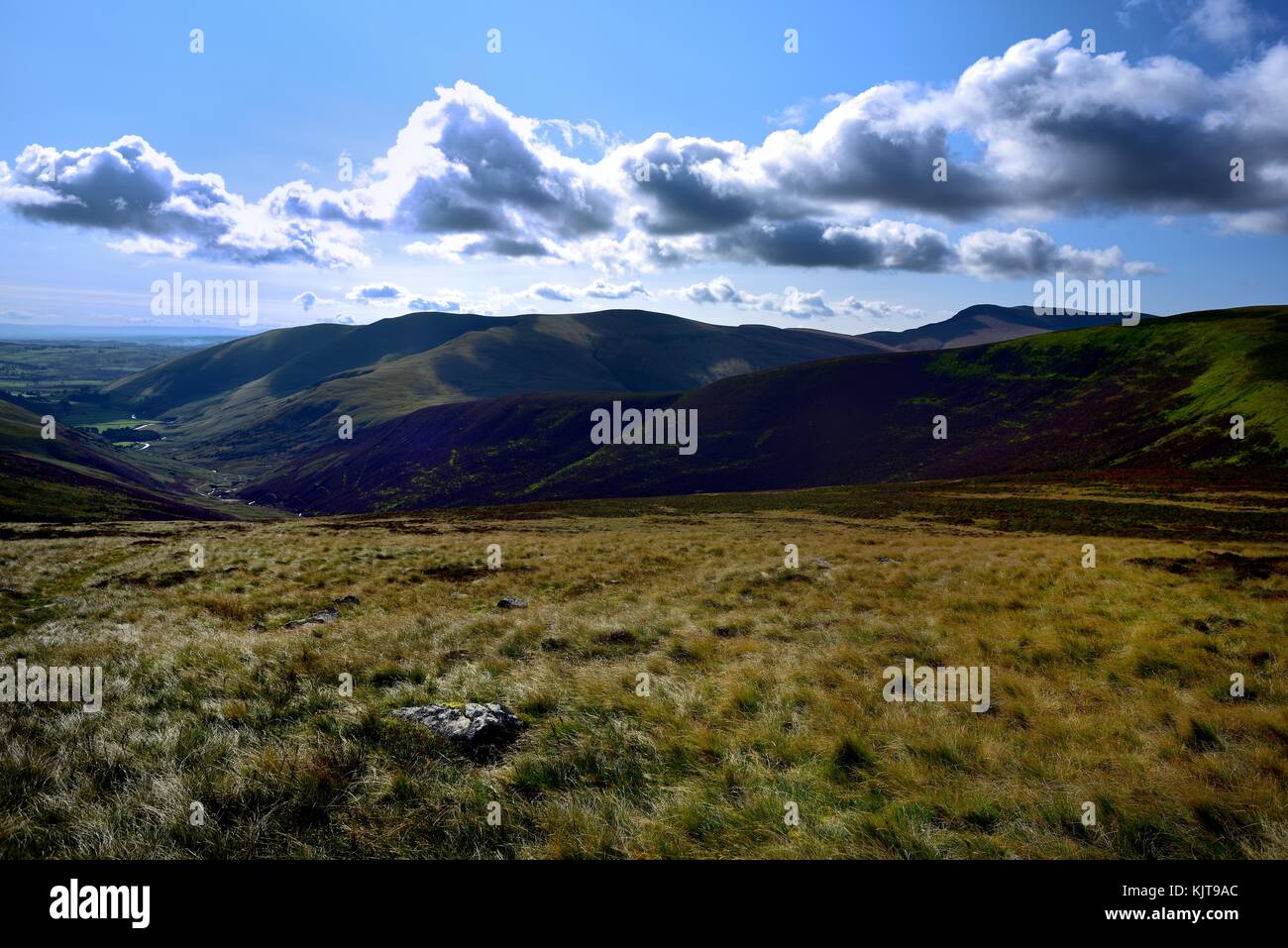 Comb height hi-res stock photography and images - Alamy