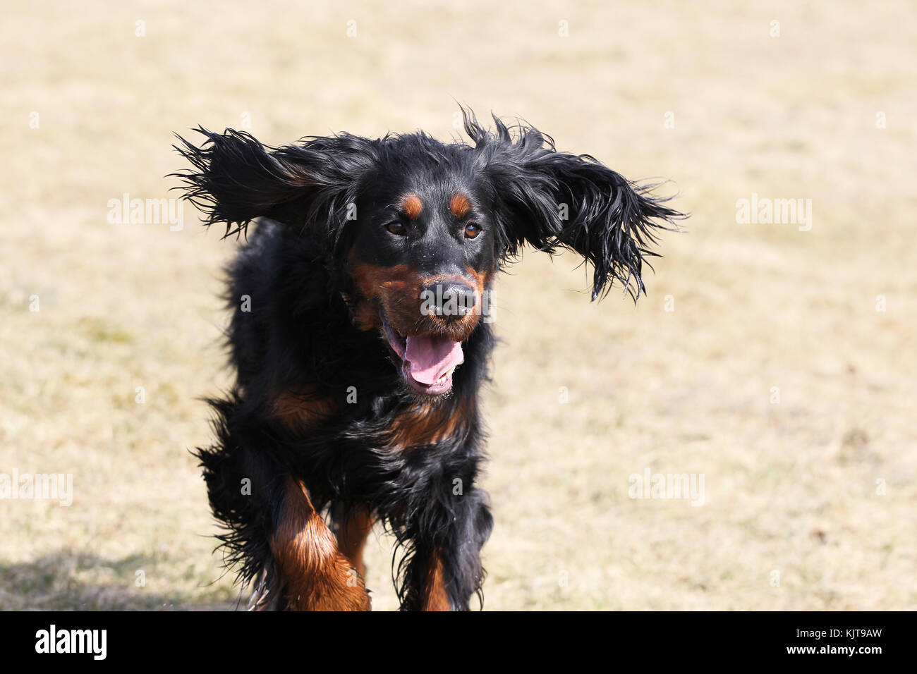 Setter - Gordon Gordon Setter Scottish Setter Stock Photo - Alamy