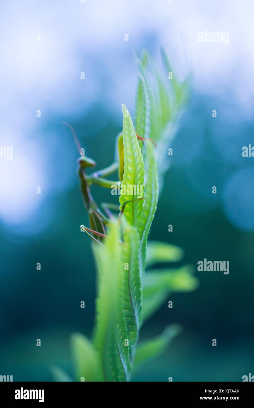European mantis - Mantis (Mantis religiosa), Insectos, Arthropodos ...