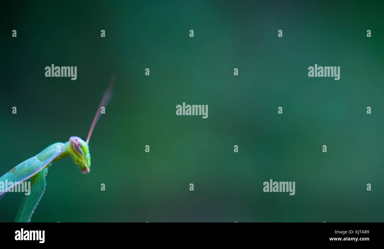 European mantis - Mantis (Mantis religiosa), Insectos, Arthropodos ...