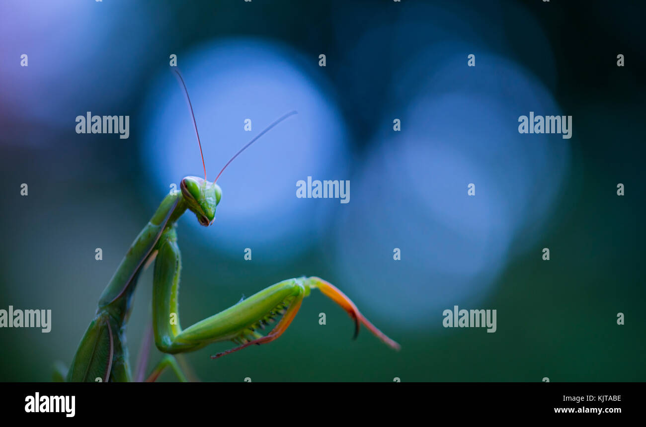 European mantis - Mantis (Mantis religiosa), Insectos, Arthropodos ...