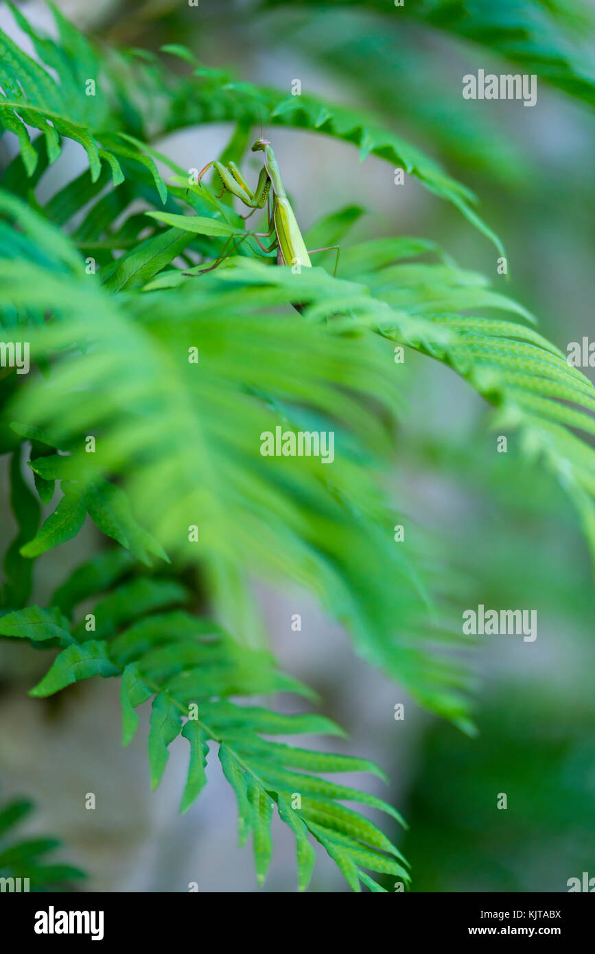 Insectos mantis hi-res stock photography and images - Alamy