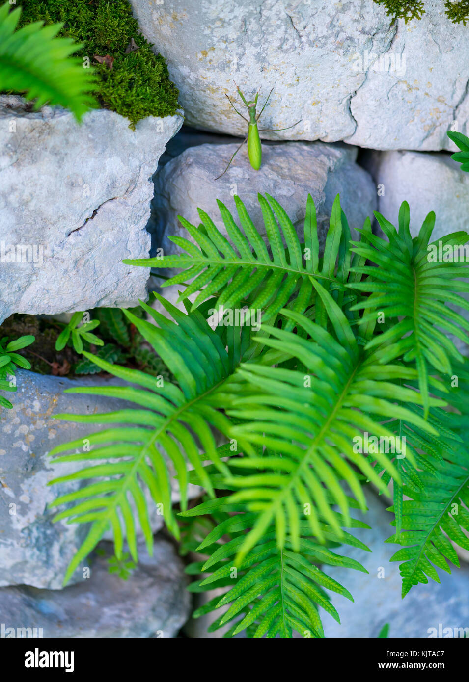 European mantis - Mantis (Mantis religiosa), Insectos, Arthropodos ...