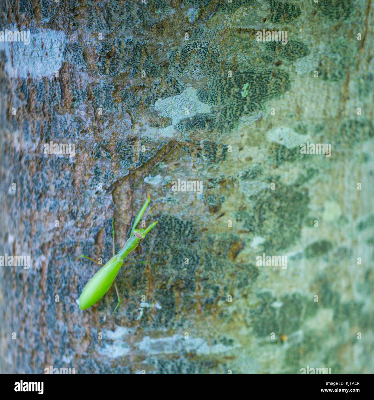 European mantis - Mantis (Mantis religiosa), Insectos, Arthropodos ...