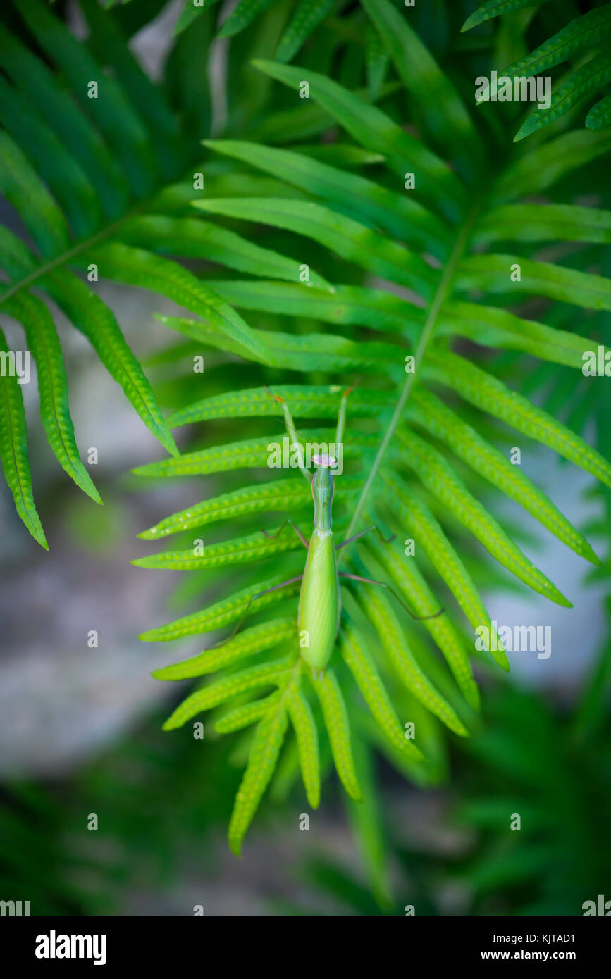 Insectos mantis hi-res stock photography and images - Alamy