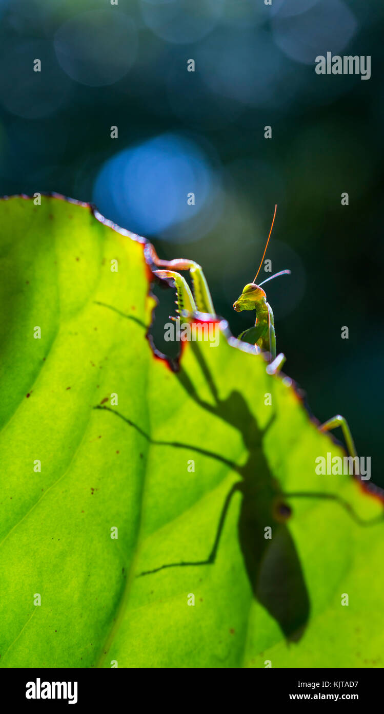 European mantis - Mantis (Mantis religiosa), Insectos, Arthropodos ...