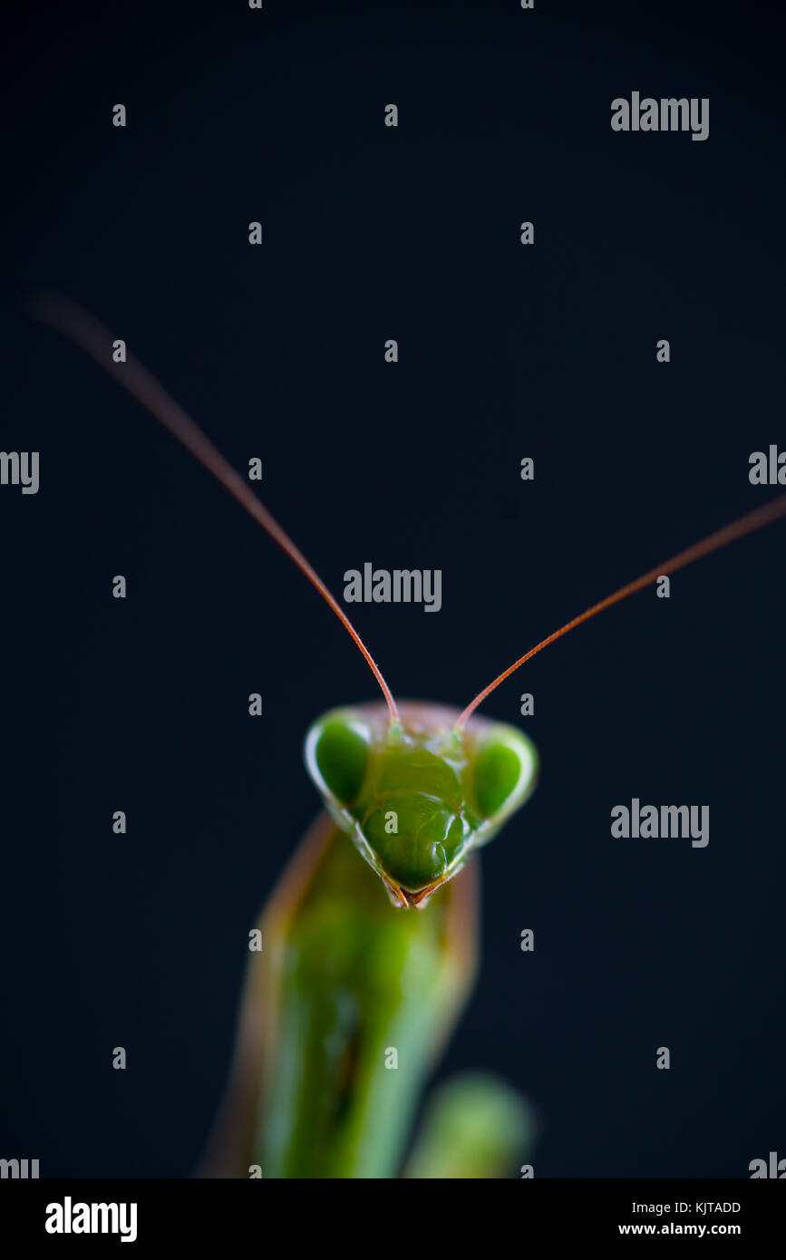 European mantis - Mantis (Mantis religiosa), Insectos, Arthropodos ...