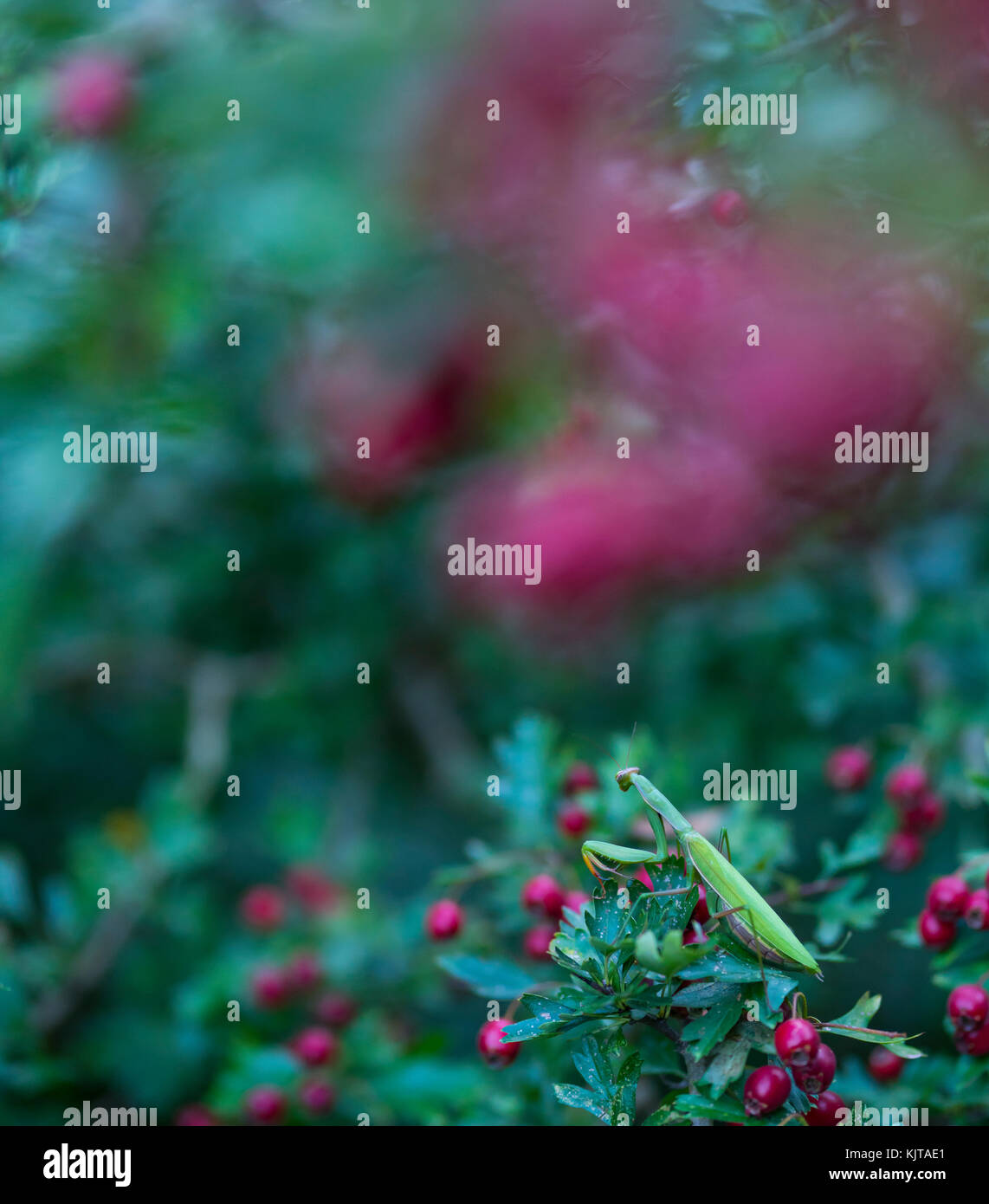 European mantis - Mantis (Mantis religiosa), Insectos, Arthropodos ...