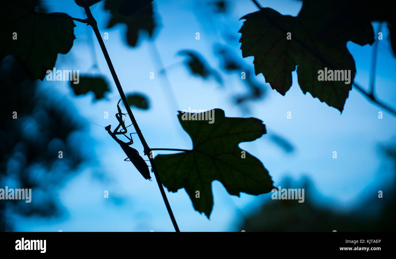 European mantis - Mantis (Mantis religiosa), Insectos, Arthropodos ...