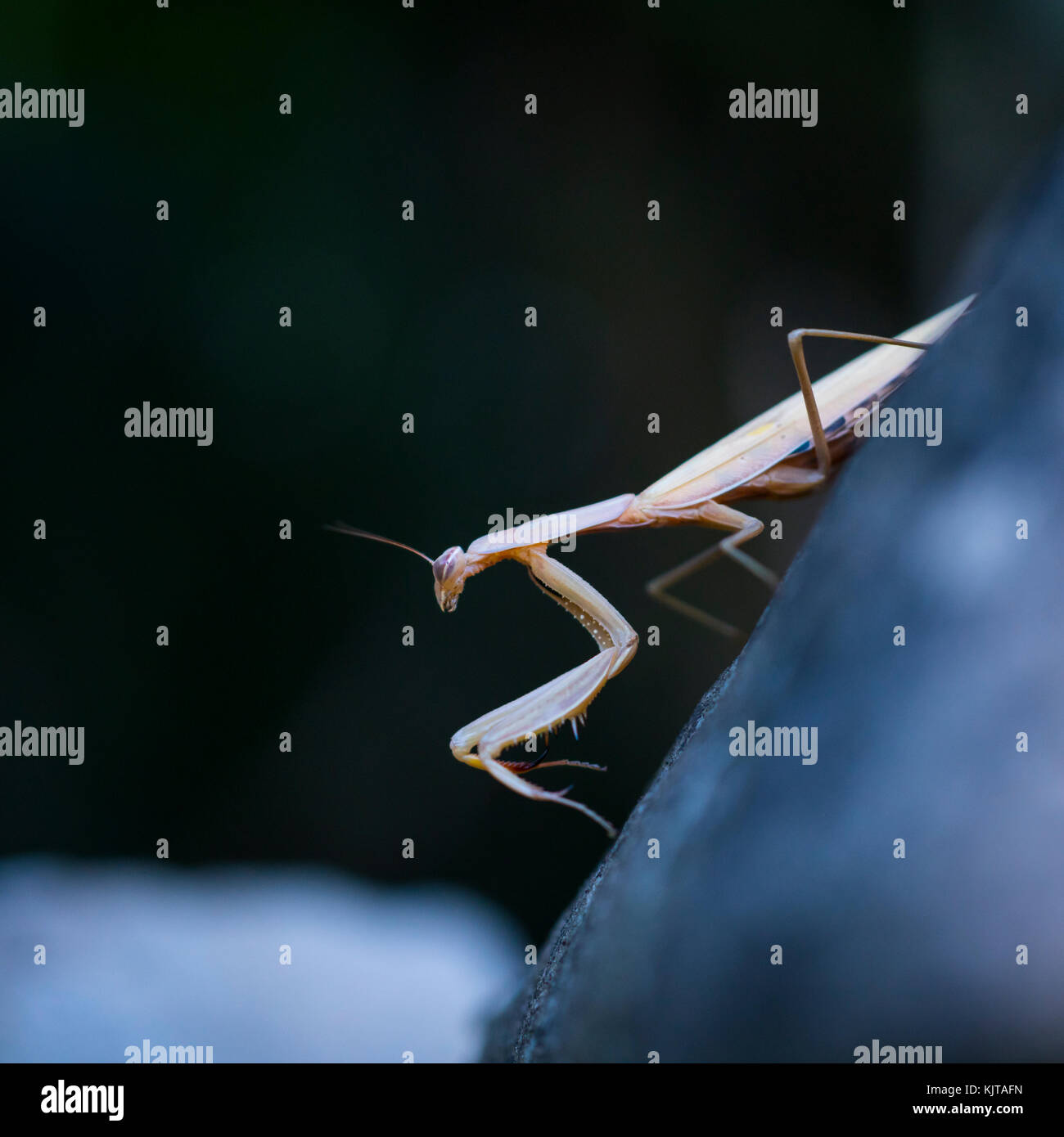 European mantis - Mantis (Mantis religiosa), Insectos, Arthropodos ...
