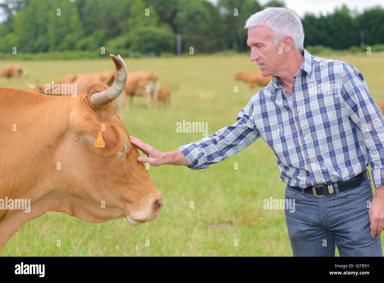 Farmer touching cow hi-res stock photography and images - Alamy