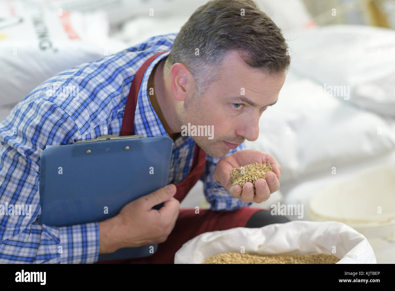 worker smelling the grains in the sack Stock Photo - Alamy