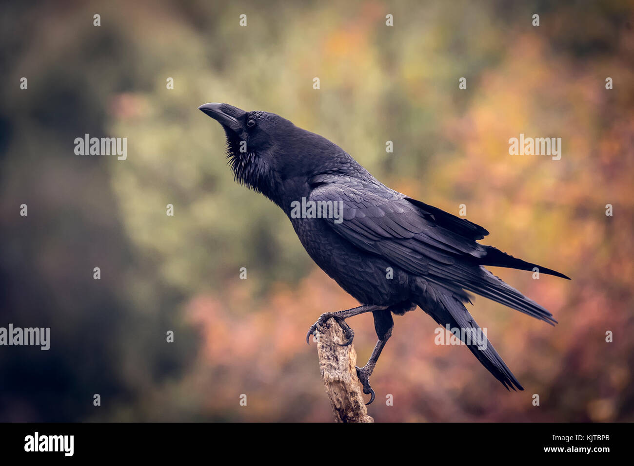 Raven bird hi-res stock photography and images - Alamy