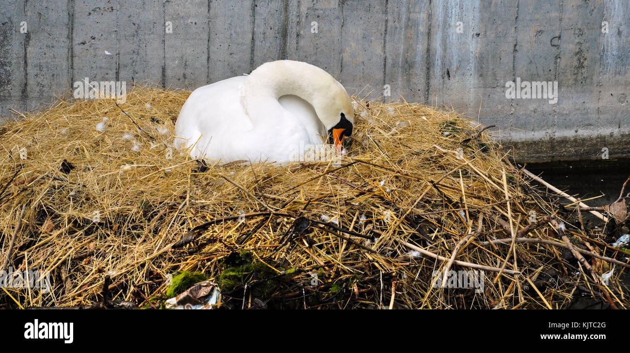White swan nesting on a city canal/urban wildlife/white swan nesting ...