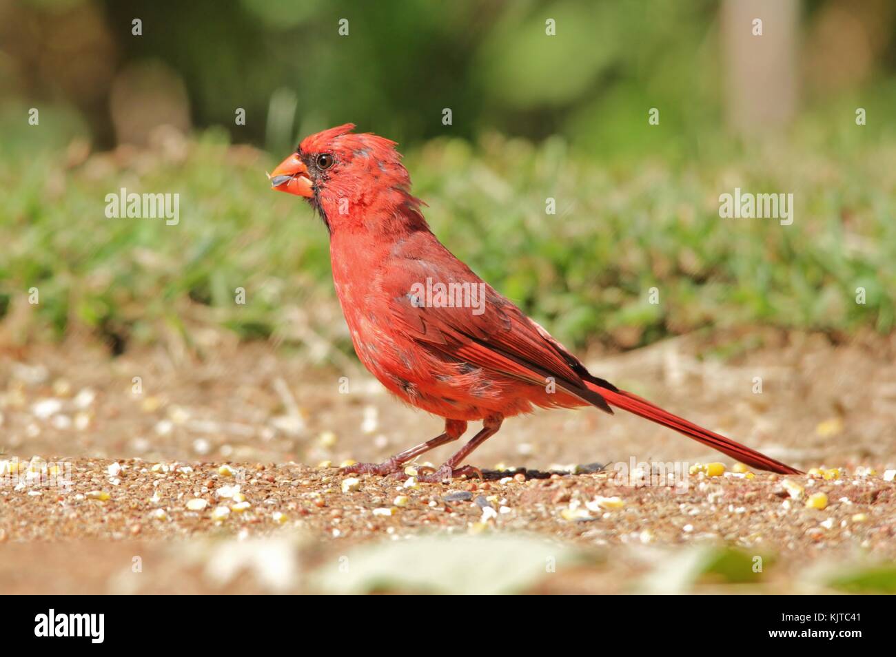 Northern Cardinal - Male of Purest Red Stock Photo - Alamy