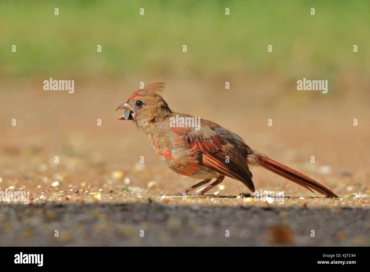 Northern Cardinal - Eating a Sunflower Seed, as seen in Saint Louis ...