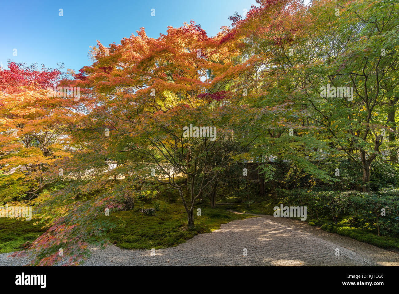 Autumn leaves Fall foliage at Tenjuan Temple raked gravel Rock Garden ...