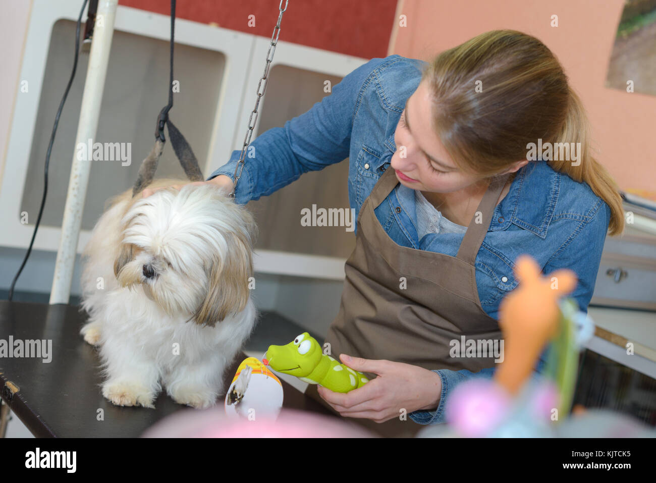 dog grooming - english bulldog getting groomed on white background ...