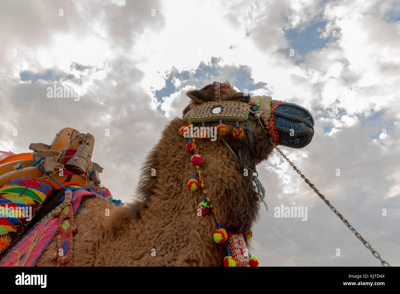 A Turkish camel got prepared and dressed colorful for Camel wrestling ...