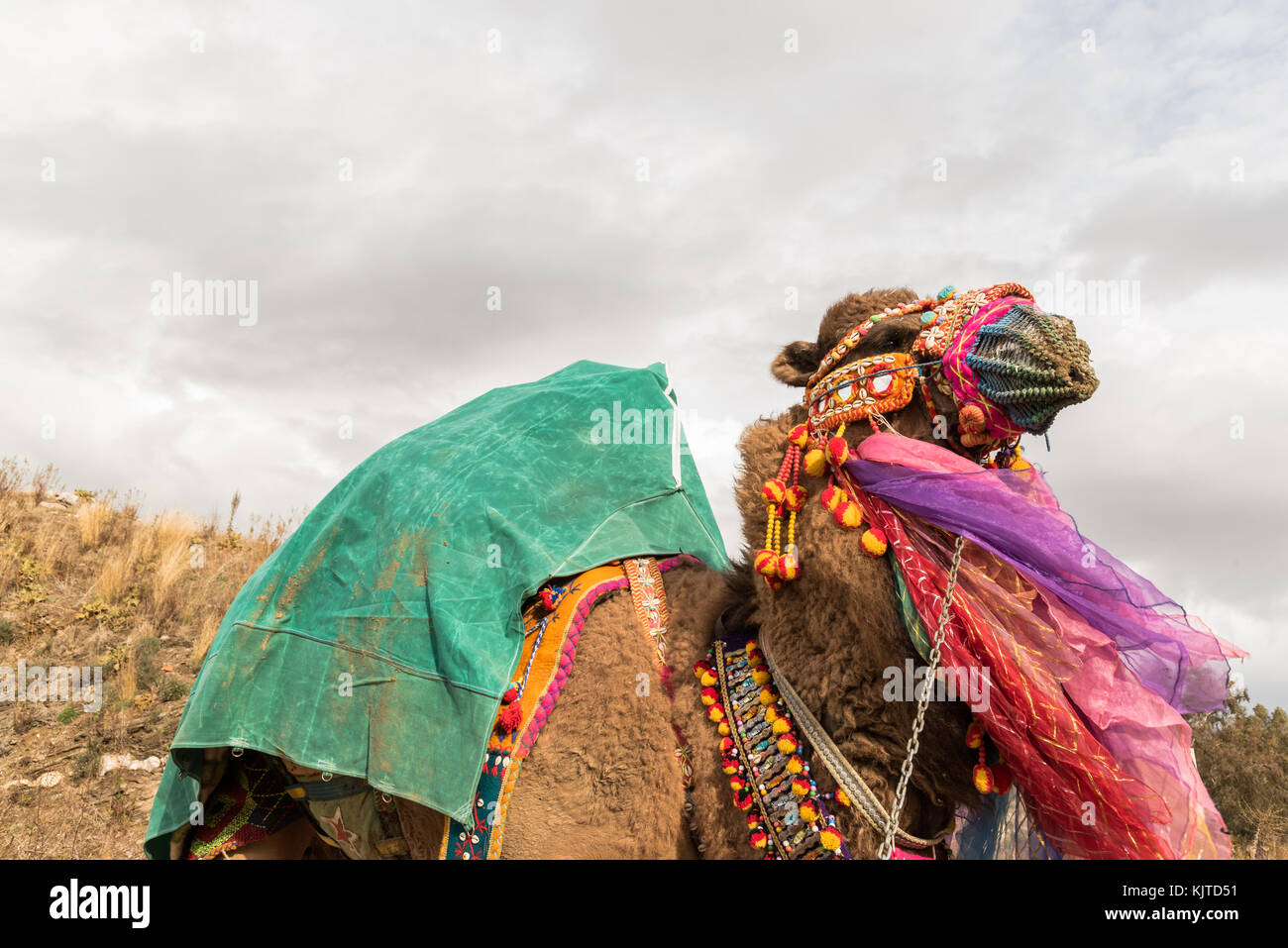 A Turkish camel got prepared and dressed colorful for Camel wrestling ...