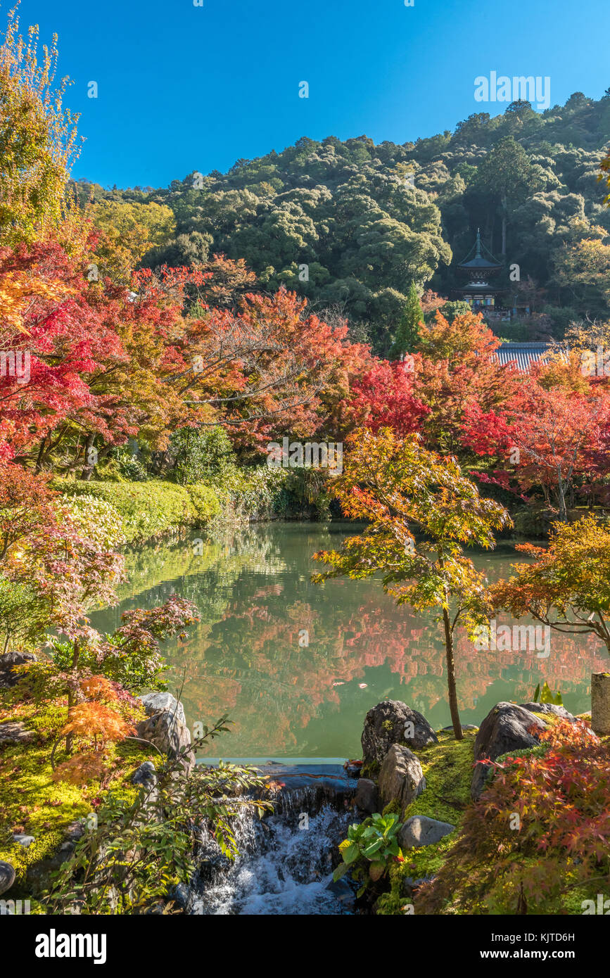 Beautiful Momiji (maple trees) autumn colors, Fall foliage across the ...
