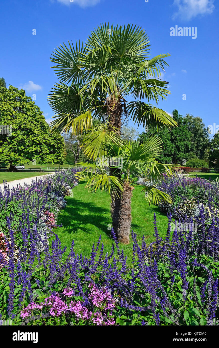 Palm tree and flowers in the park Stock Photo - Alamy