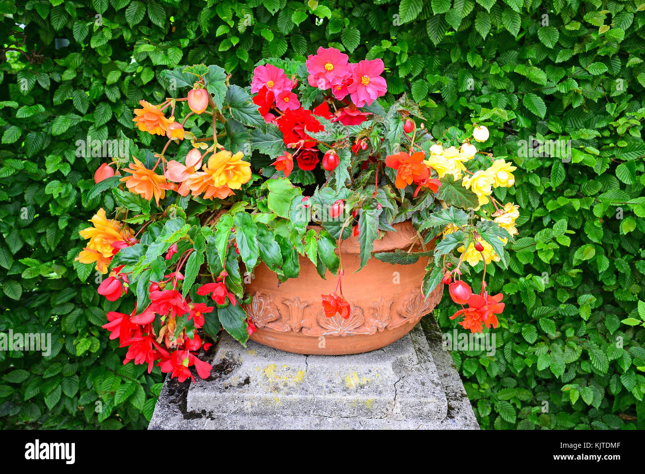 Colorful flowers in a pot in front of a bush Stock Photo - Alamy