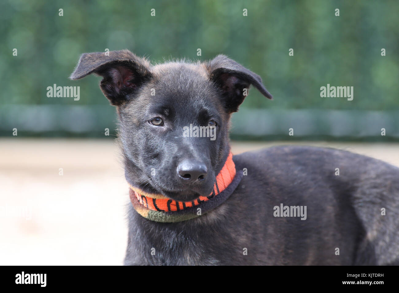 Hollandse Herder High Resolution Stock Photography and Images - Alamy