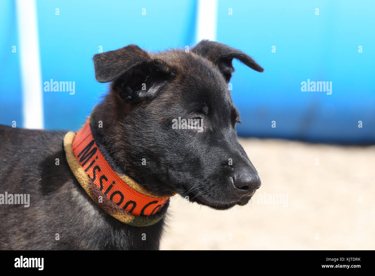 Hollandse Herder High Resolution Stock Photography and Images - Alamy