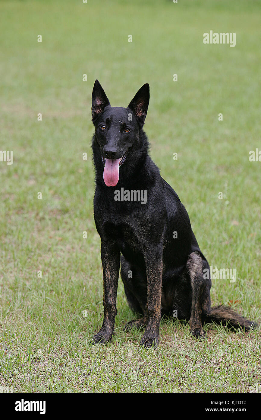 Dutch sheperd hi-res stock photography and images - Alamy