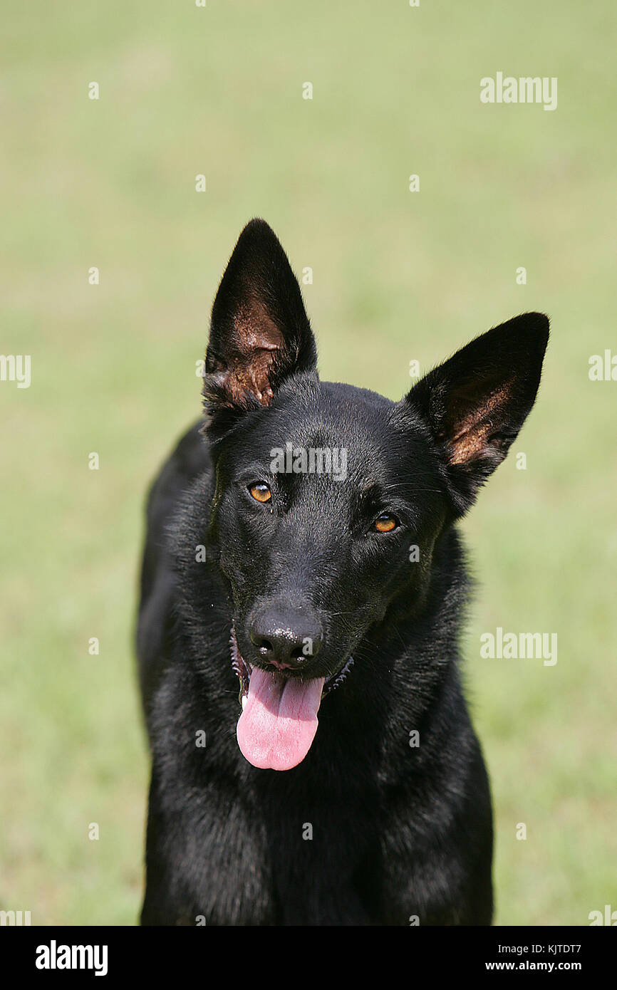 Dutch sheperd hi-res stock photography and images - Alamy