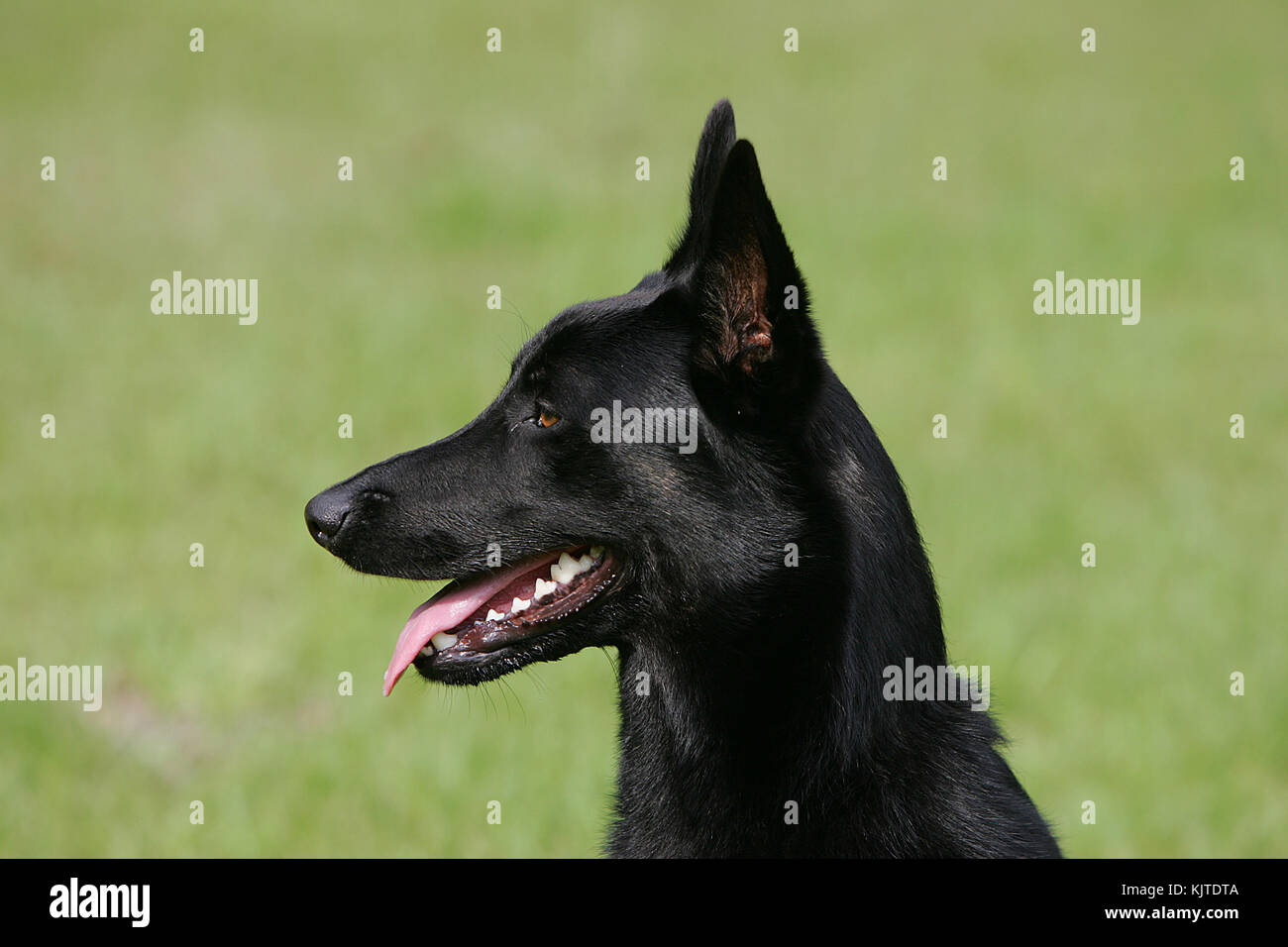 Dutch sheperd hi-res stock photography and images - Alamy