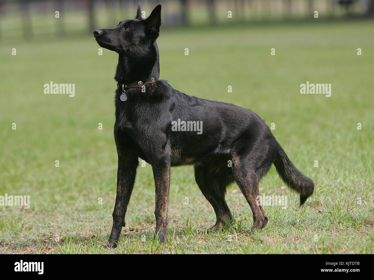 Dutch sheperd hi-res stock photography and images - Alamy