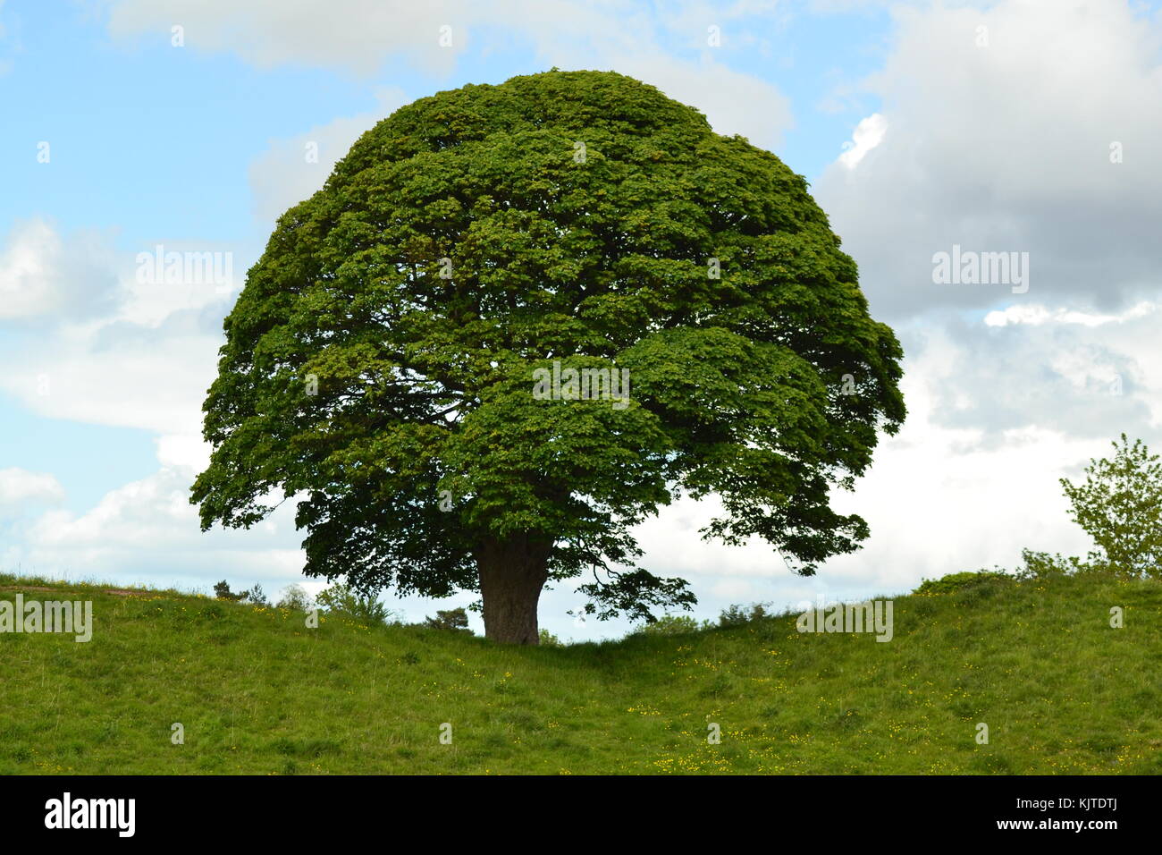 Ancient tree near the Giants Ring Neolithic site Stock Photo - Alamy