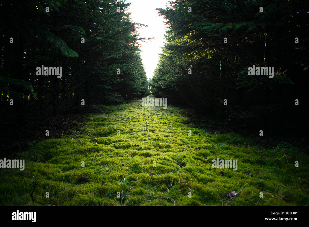Dark green spruce forest hi-res stock photography and images - Alamy