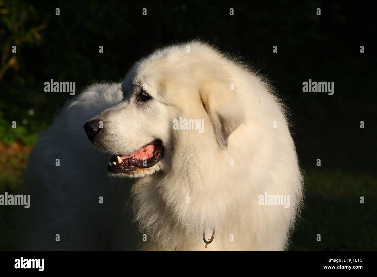 Chien Des Pyrenees High Resolution Stock Photography and Images - Alamy