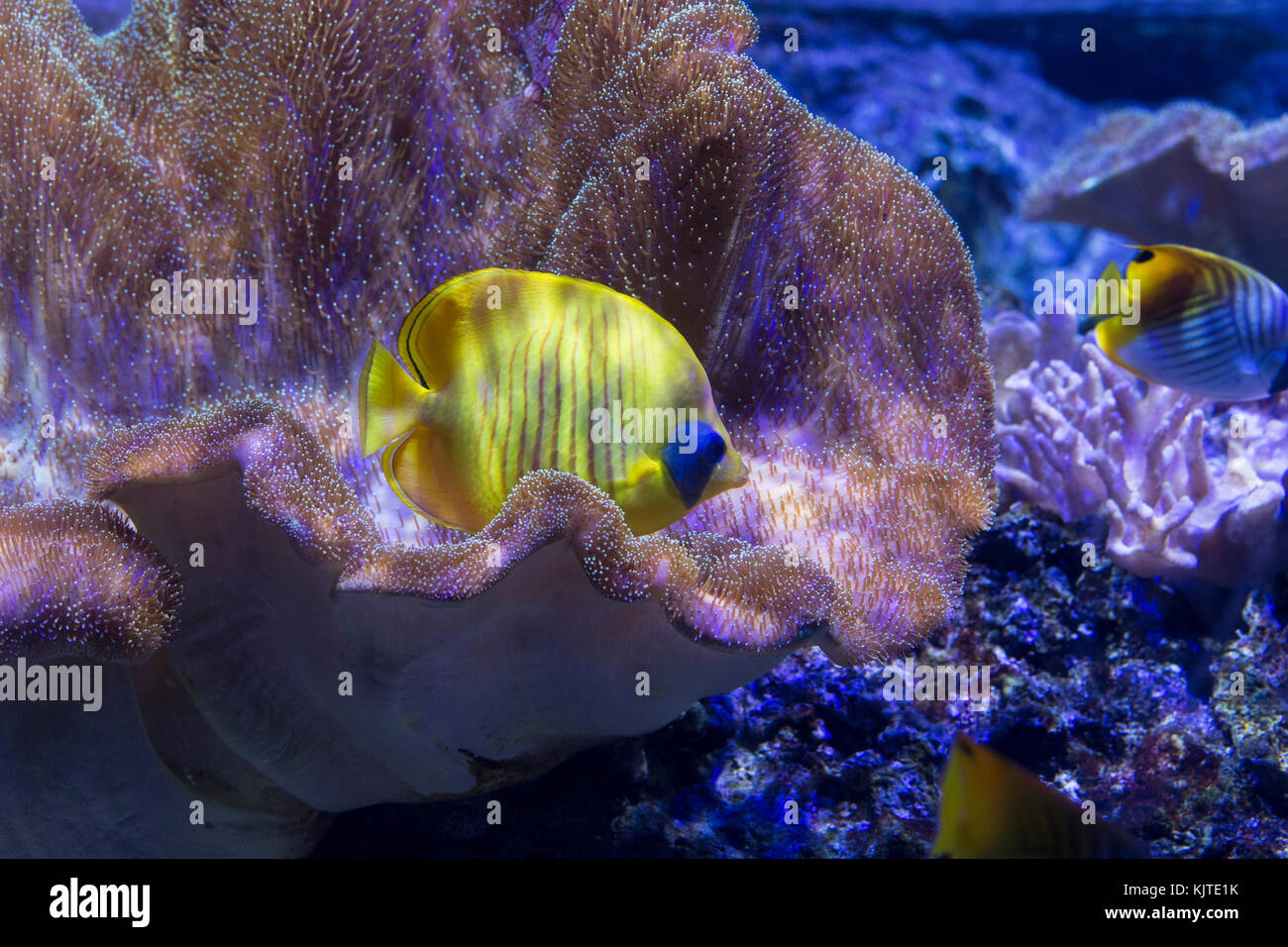 Yellow butterfly fish among corals in aquarium Stock Photo - Alamy