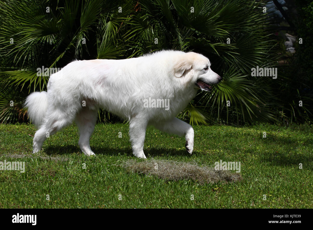 Chien Des Pyrenees High Resolution Stock Photography and Images - Alamy